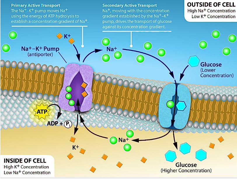 Active transport – The secret lives of cells